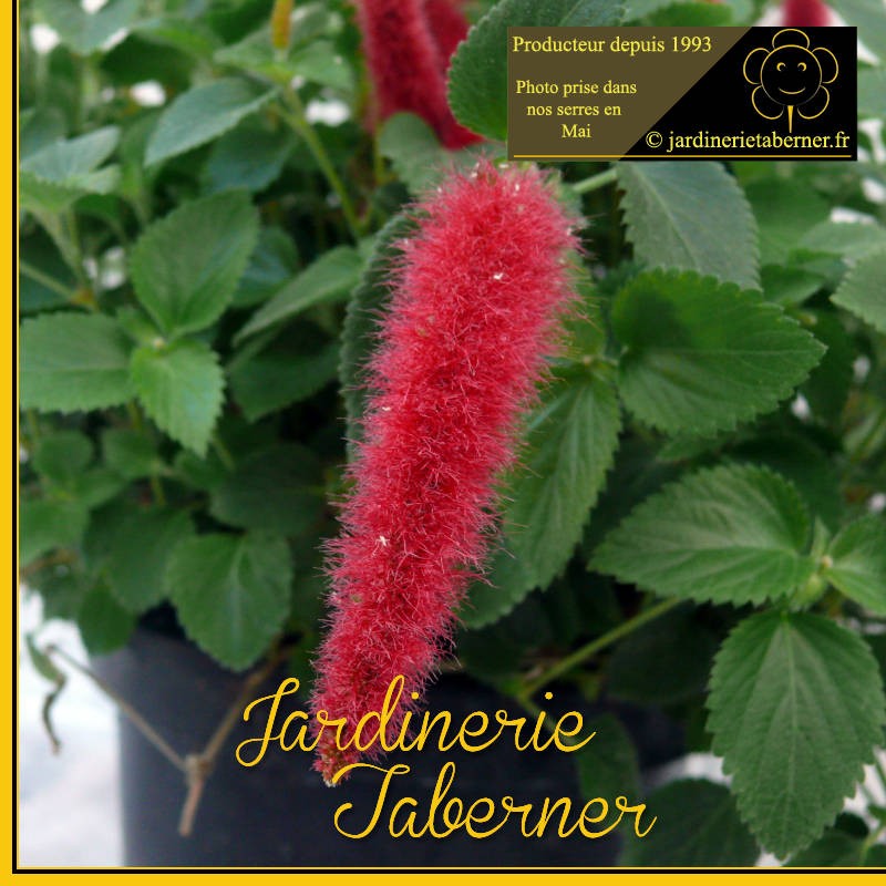 Acalypha pendula